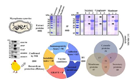 Designed Workflow With The Methodologies Used For The Prediction Of