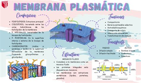 Estructura Y Función De La Membrana Plasmática Pdf Membrana Celular