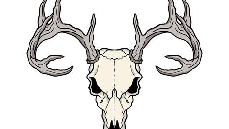 How To Draw Deer Skull Simple Drawing Youtube