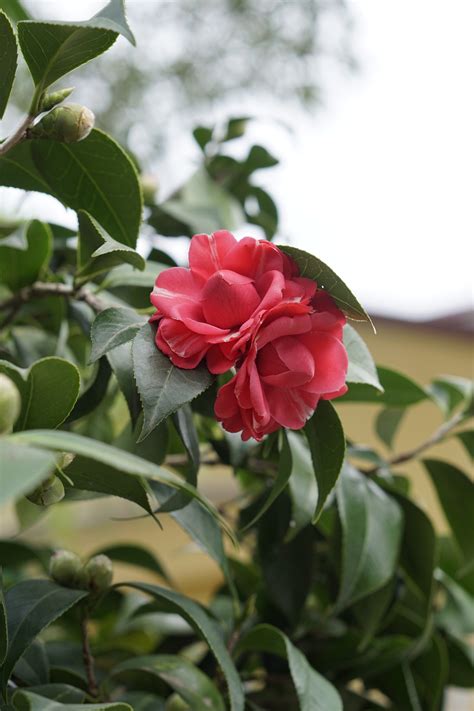 Flor De Te Botánica Foto Gratis En Pixabay Pixabay
