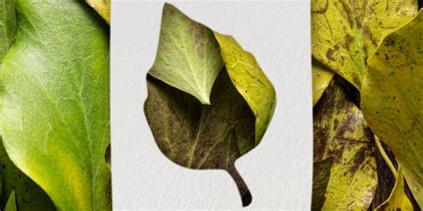 Environmental Awareness Elearning Acadame