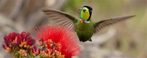 Northeast Brazil Birding Tours With Field Guides