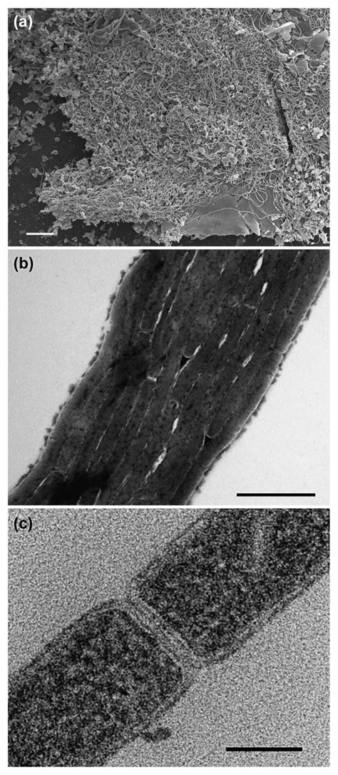 Isolation And Characterization Of A Thermophilic Obligately Anaerobic And Heterotrophic Marine