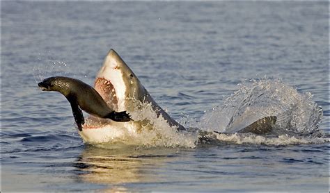 Eating Habits Great White Sharks