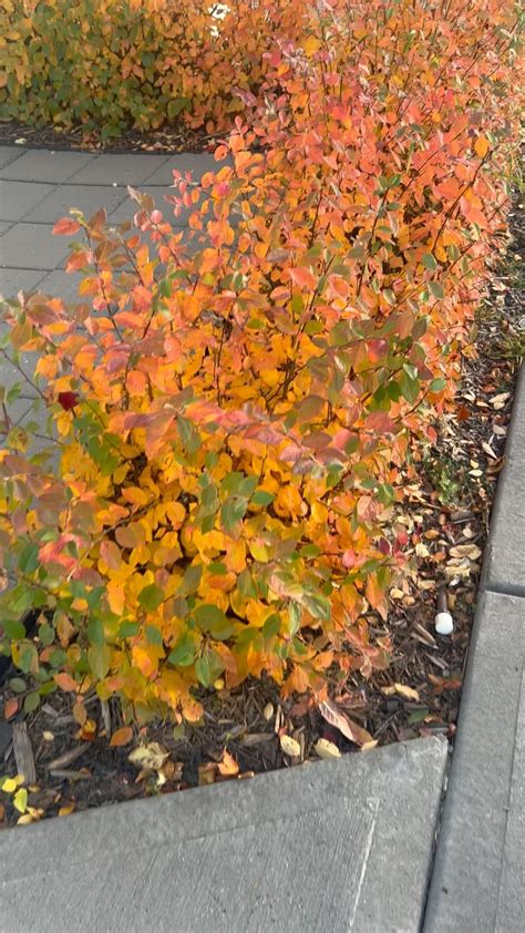 Canadian Mummy Canadianmummy4 • Instagram Photos And Videos