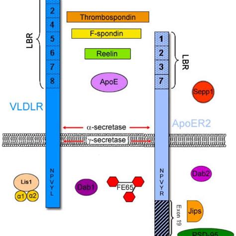 Vldlr And Apoer2 Interacting Proteins Some Of The Extracellular And Download Scientific