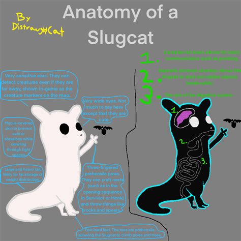 Speculative Anatomy Of Slugcats Rrainworld