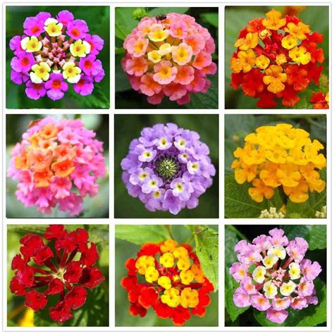 Lantana Plant Varieties Color Think You Know Lantana Think Again