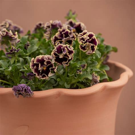 Buy Terracotta Ruffle Pot Delivery By Waitrose Garden