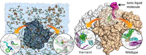 Enzyme Engineering For Biocatalysis In Ionic Cosolvents