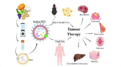 Pdevs As Nano Delivery Systems For Tumour Therapy Created By Figdraw