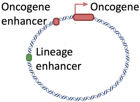 Essential Regulatory Elements Of High Level Amplicons As Cancer Type
