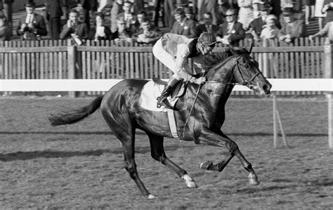 გამორჩეული ცხენები დოღის ისტორიაში Belive Ge