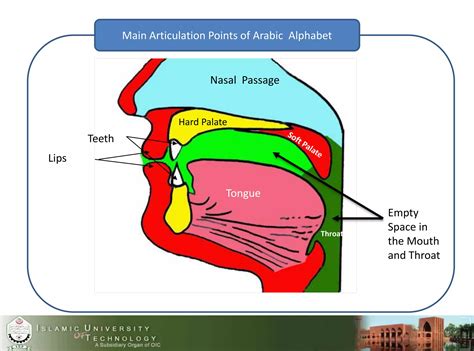 Articulation Points Of Arabic Alphabet Pptx