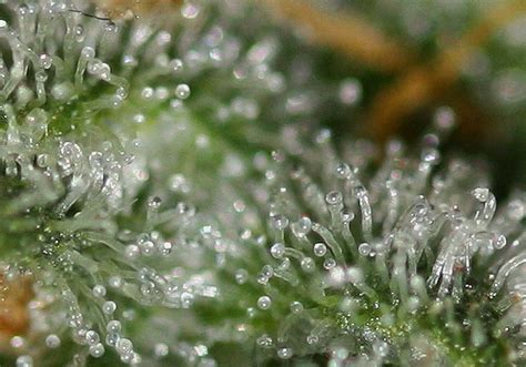 macros uk420
