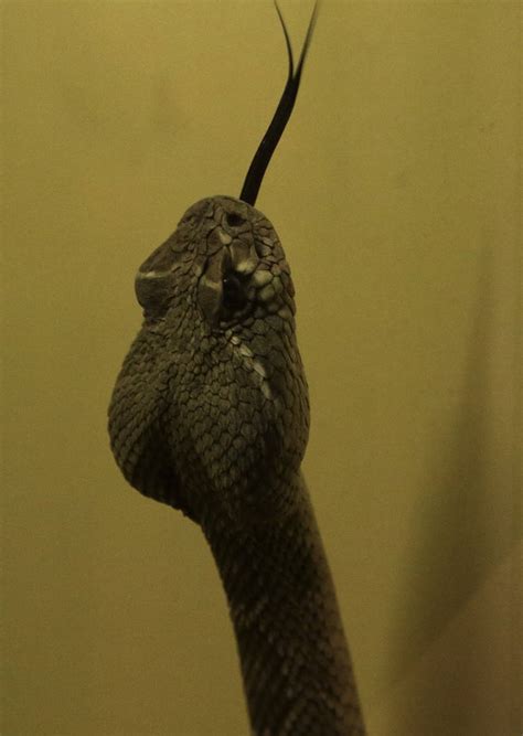 Hybrid Rattlesnake By Finhead4ever On Deviantart