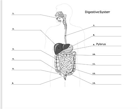 Solved Digestive System Pylorus Chegg