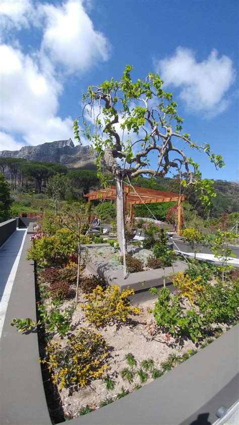 Trees South Africa Small Garden Containerised Gardens The Best Solution