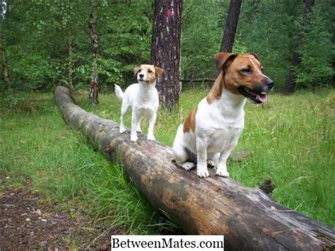 Skillnad Mellan Csma Ca Och Csma Cd Skillnad Mellan Andra 2025