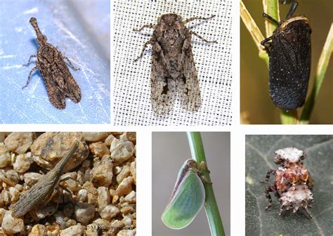 Arizona Beetles Bugs Birds And More Jumping Bugs