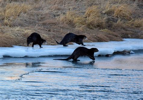 Definitive Guide To North American River Otter Facts Habitat