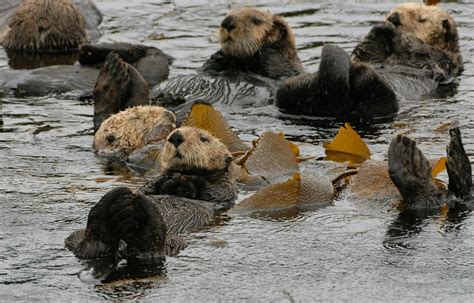 Why Are Sea Otters Important To The Ecosystem Defenders Of Wildlife