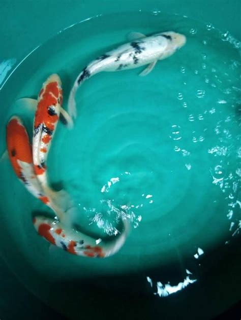 ปลาคาร์ฟ 4 ตัว Ennxo