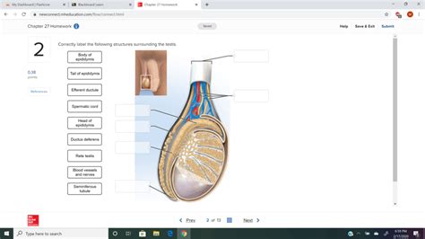 Testes Diagram Diagram Quizlet