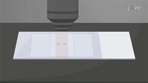 Video Visualizing Mushroom Body Neurons In Drosophila Brains Via Immunostaining Experiment