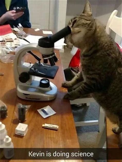 44 Funny Animal Memes With Captions Animal Photos With Funny Captions