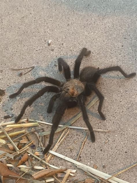 Love When The Tarantulas Are Migrating This Little Fella Stopped By
