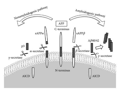 Proteolytic Processing Of Amyloid Precursor Protein App Amyloid