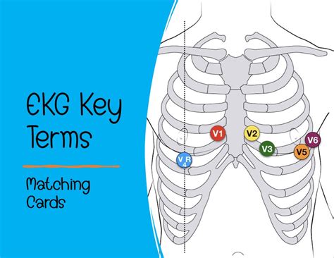 Electrocardiography Key Terms Matching Cards Cardiovascular System