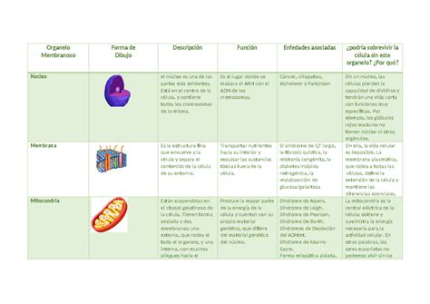 Organelo Membranoso Organelo Membranoso Forma De Dibujo Descripción