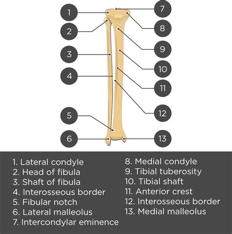 Tibia And Fibula Diagram