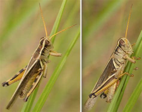 Grasshopper Identification Guide