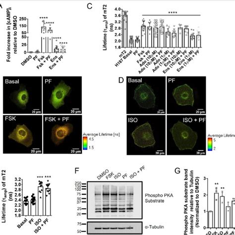 Pde4 Inhibitors Enhance Cftr Stimulation By Pde8 Inhibition And Vice