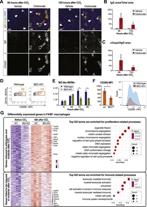 Macrophages Of Yap Taz Bec Ko Mutant Livers Have An Aberrant Response