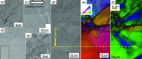 17 A Replica Image A And Corresponding Optical Micrograph Of A