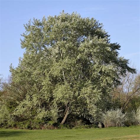 24 Trees That Start With W Hello Lidy