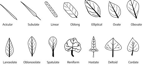 Cleft Leaf Margin