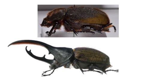 BIOL Lab Flashcards Quizlet