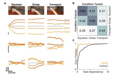 Icms Evoked Activity Depends On Behavior A Top Squeeze Grasp And Download Scientific