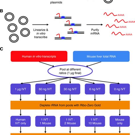 Within Transcript Variations In Rna Seq Coverage A Simulated Rna Seq