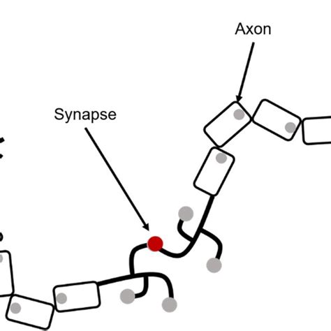 Structure Of A Biological Neuron Download Scientific Diagram