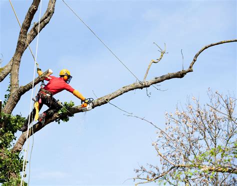 Tree Removal The Hills Shire
