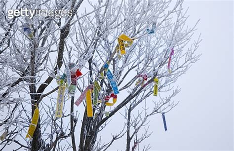 산악회 리본 등산 등산객 눈꽃 상고대 겨울 눈 눈[날씨] 설경 대둔산 바위 바위산 도립공원 산 나무 숲 풍경 풍경[경치] 전경 실외 완주군 전북 한국 국내여행