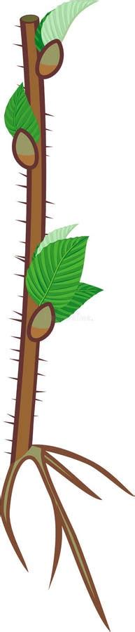 Raspberry Sapling With Green Leaves And Root System Stock Vector Illustration Of Growth