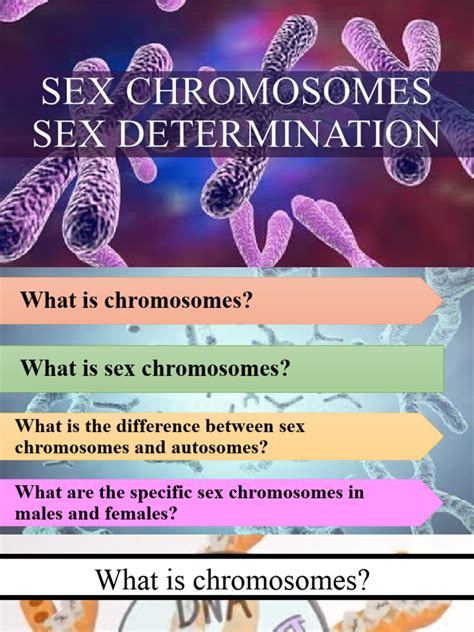 Sex Chromosomes Liked Determination Limited Influenced Pdf