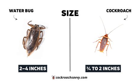 Water Bug Vs Roach 9 Distinctions And How To Get Rid Of Them